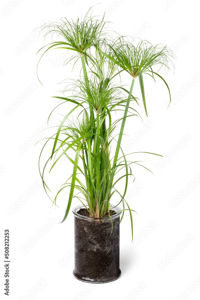 Cyperus papyrus perkamentus in a glass plant pot isolated on white ...
