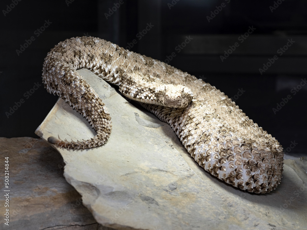 The Spider tailed horned viper, Pseudocerastes urarachnoides, is ...