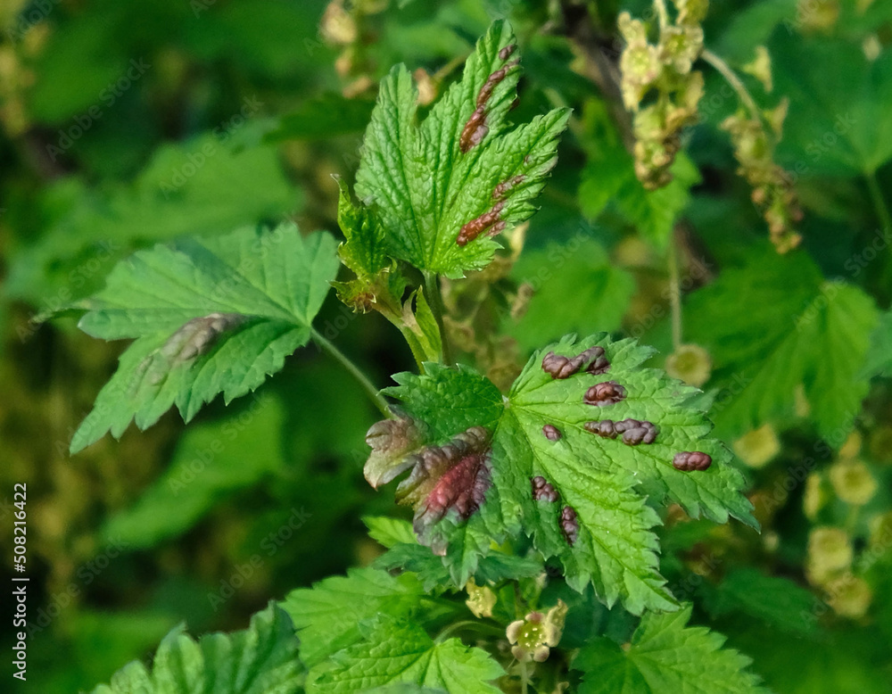 Currant leaf from fungal disease or aphids. Symptoms of damage ...