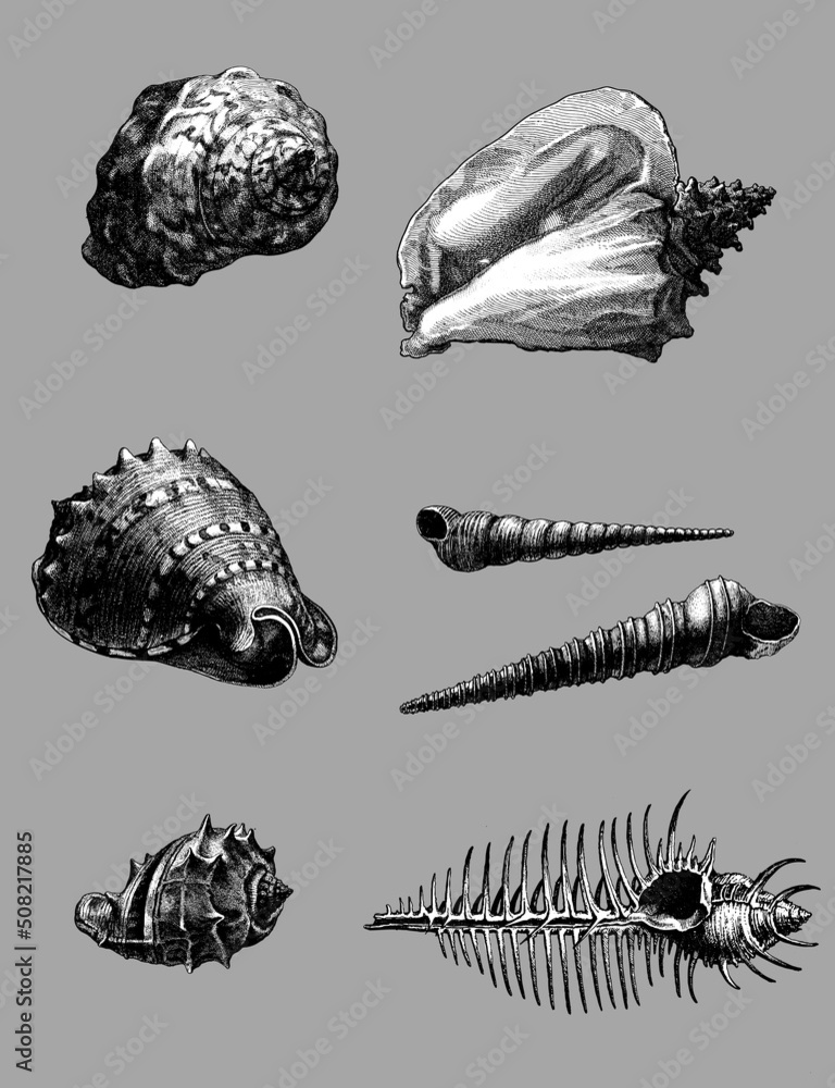 Set of seashells, different types like gastropods, bivalves, tusk ...