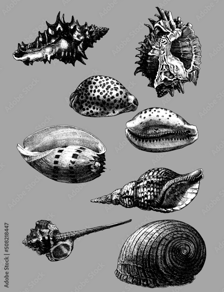 Set of seashells, different types like gastropods, bivalves, tusk ...
