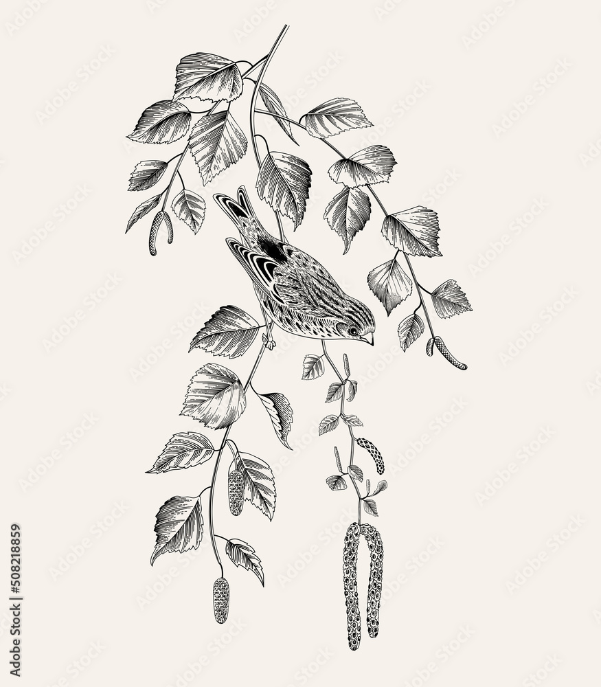 There is Serin bird in birch branches. Vector vintage classic ...
