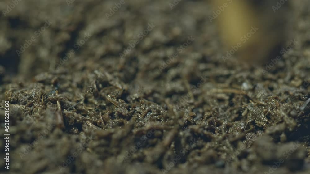 Use a stick to make a hole for the seeds to be buried underground..Put ...