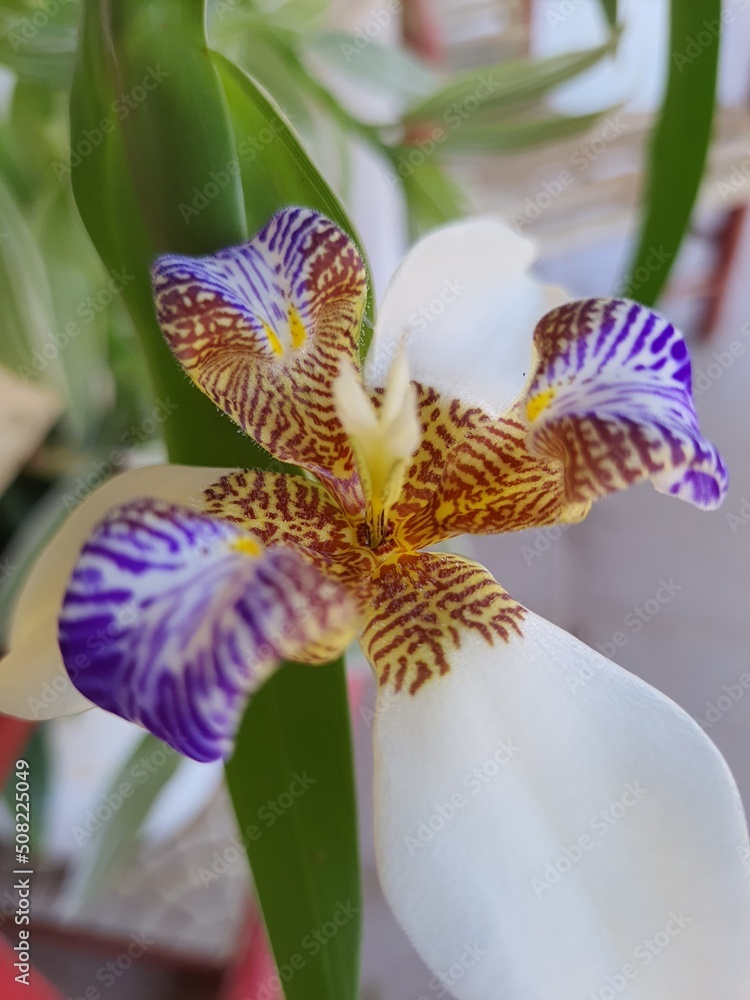 Close-up of bright and colorful neomarica gracilis known as walking ...