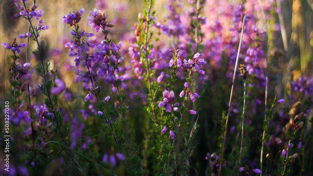 Végétation dense près du sol forestier, dans la forêt des Landes de ...