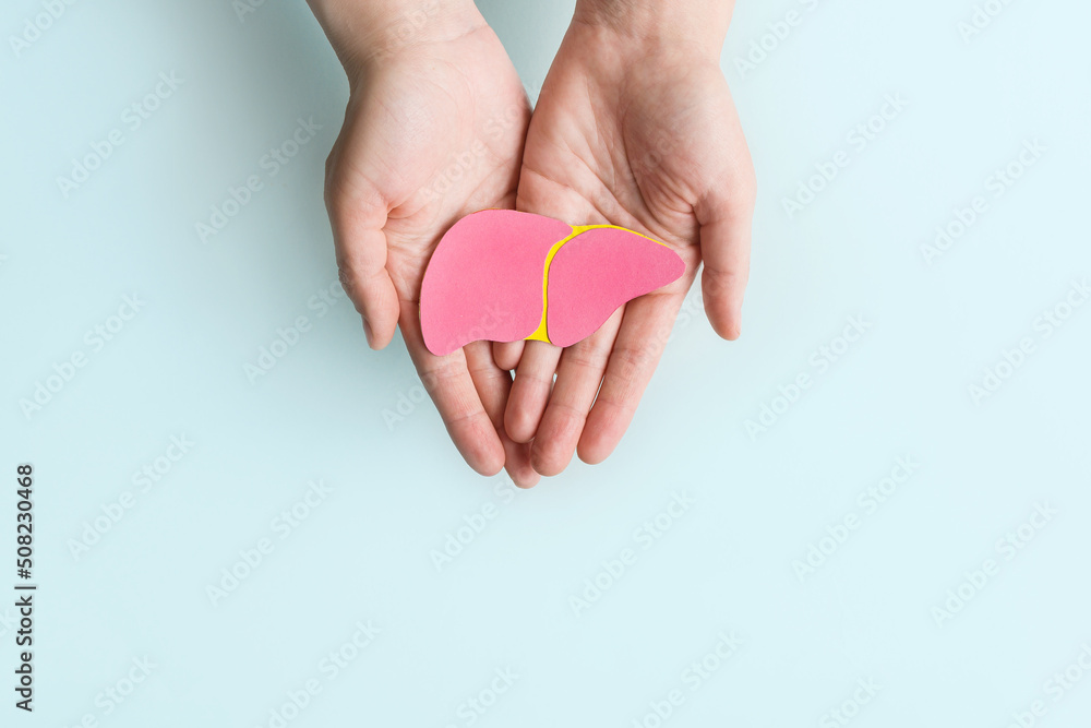 World hepatitis day. Adult hands holding donation liver on blue ...
