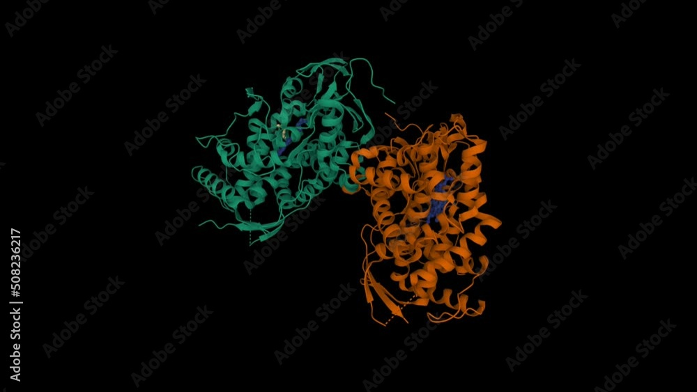 Crystal structure of human CYP7A1 dimer. Animated 3D cartoon and ...
