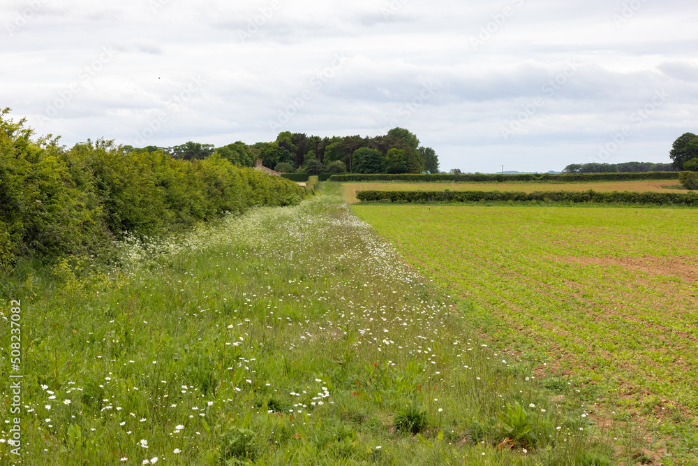 Foto Stock Wild flower Field Margin and hedgerow. An example of how an ...