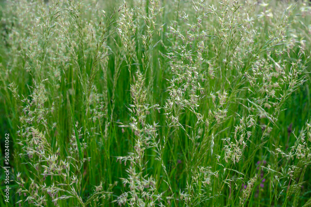 Selective focus of fluffy grass flowers with green leaves ...