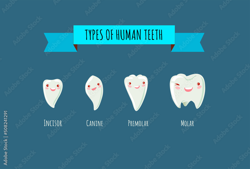 illustration of tooth types. Collection of kawaii various healthy human ...