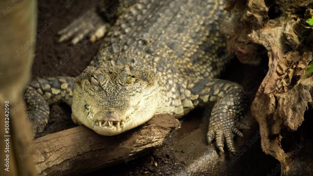 Siamese crocodile (Crocodylus siamensis) in captivity Stock Video ...