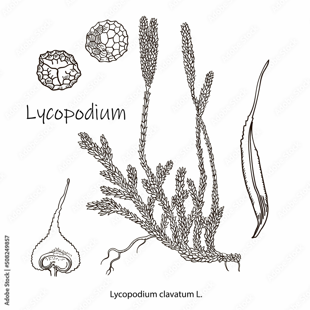 Lycopodium or Ground pines or Creeping cedar, vintage botanical ...
