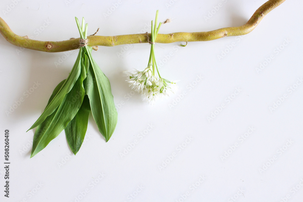Young leaves of Ramsons, Allium ursinum,in early spring. Allium ursinum ...