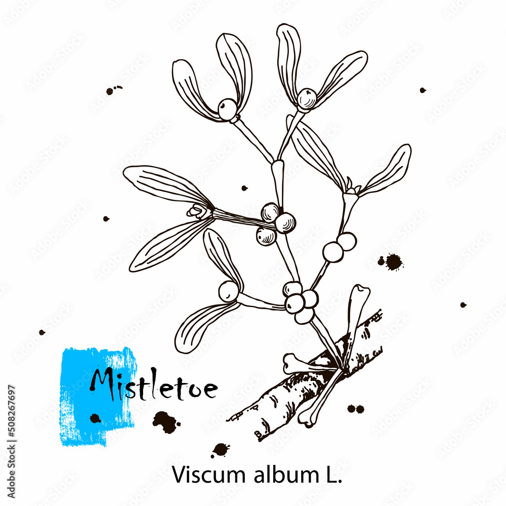 Mistletoe hand drawn ink botanical illustration. Vector black and white ...