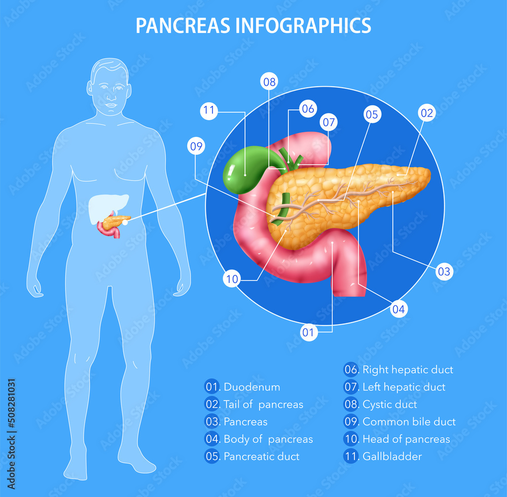 Realistic Pancreas Anatomy Infographics Stock Vector | Adobe Stock