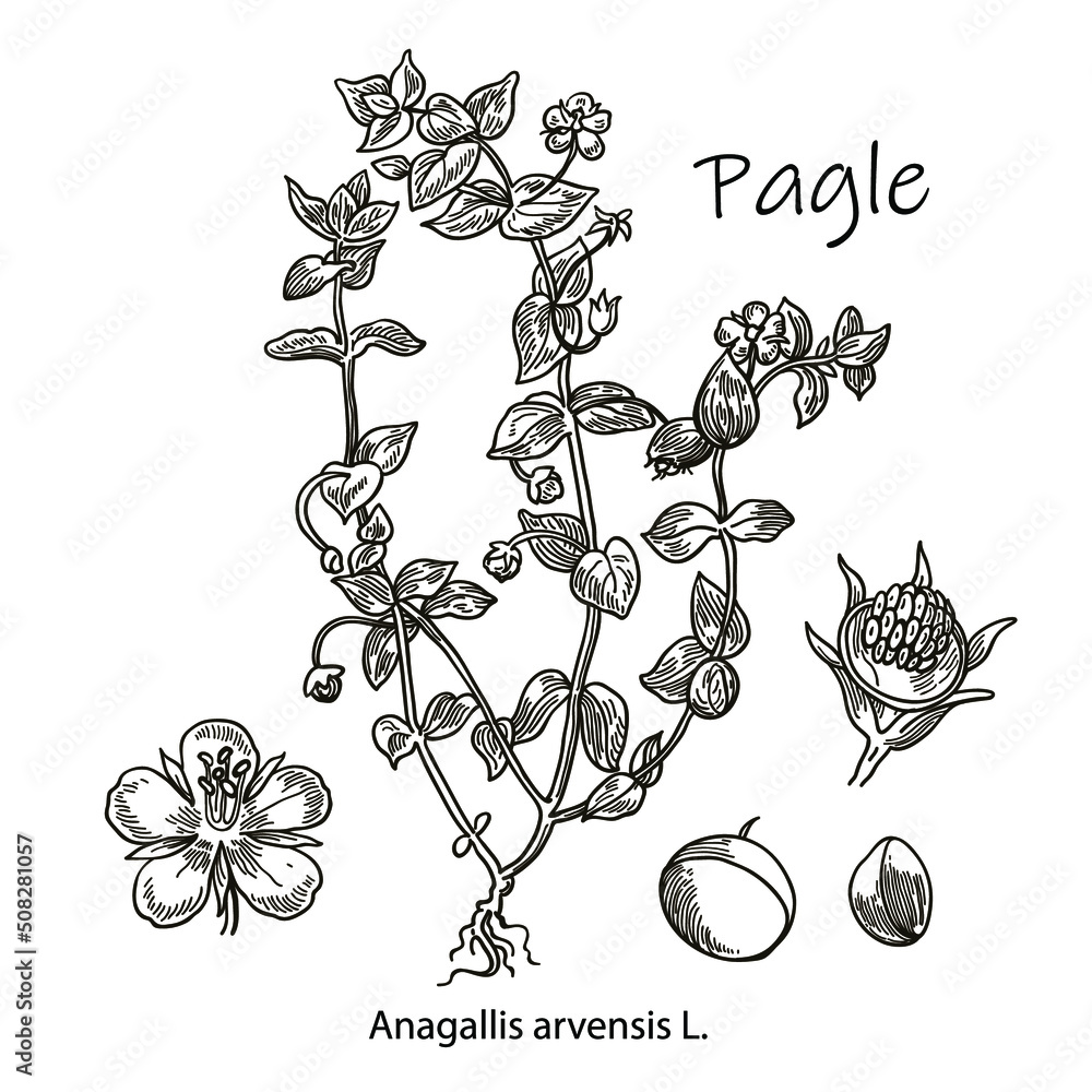 Outline drawing of a pagle. A plant hand drawing. Black and white ...