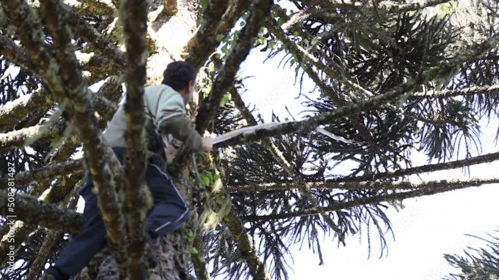 Harvest of South American Araucaria pine tree nuts. A farmer climbs a ...