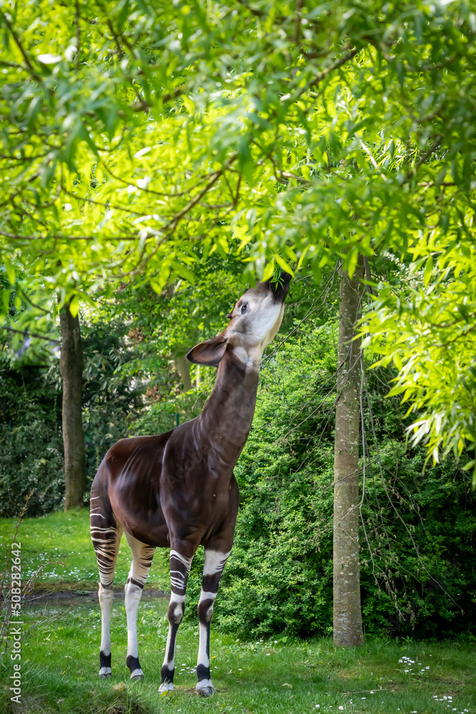 an okapi forest girrafe standing in the forest eating leaves foto de ...