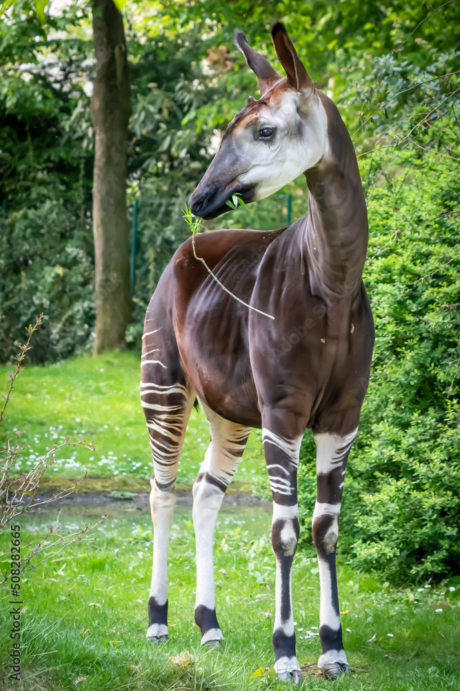 an okapi forest girrafe standing in the forest eating leaves Stock ...