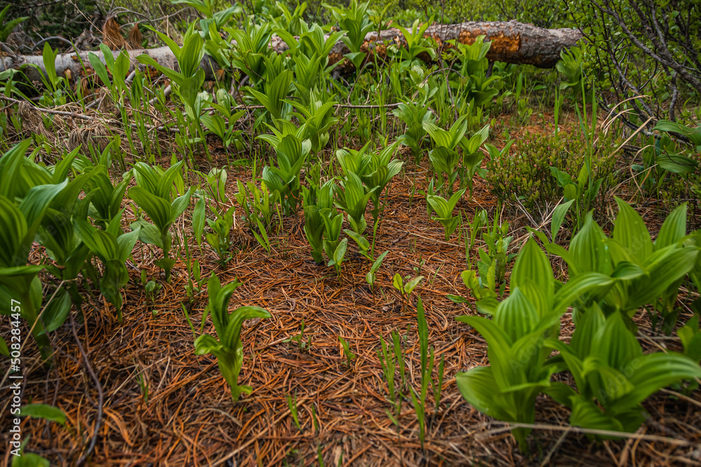 Bright green Veratrum with wide ribbed leaves in wild clearing. Plant ...