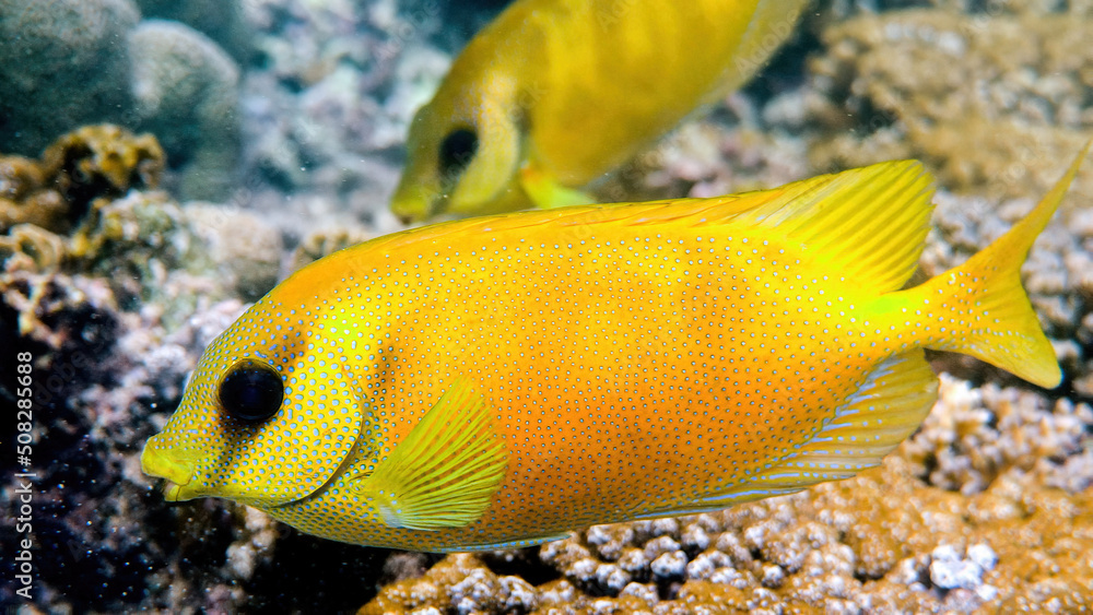 Underwater photo of snorkeling or diving on sea coral. Diving ...