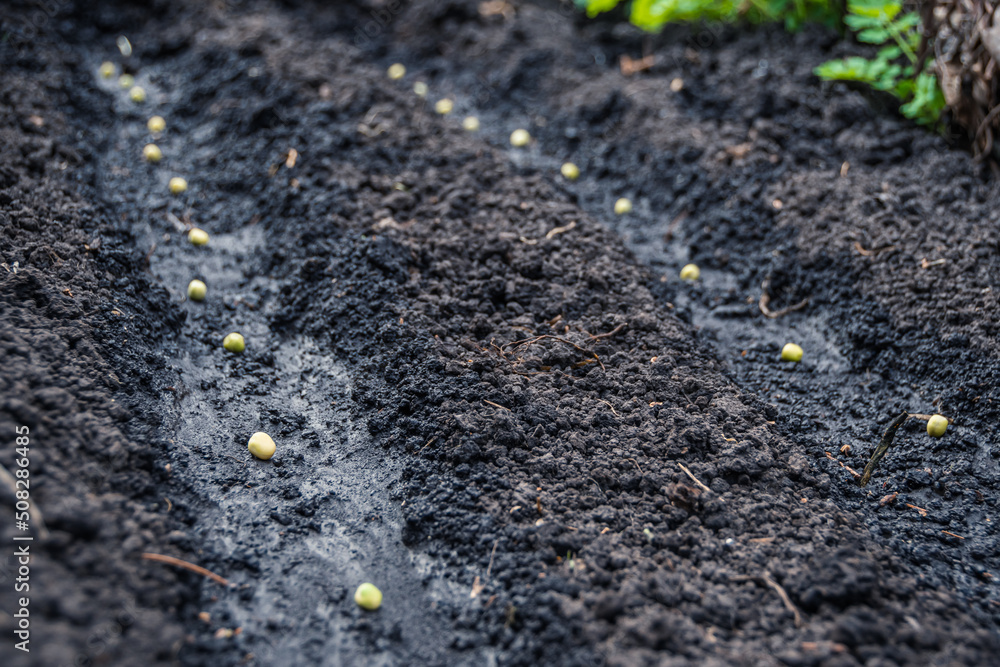 Seeds on moist soil of bed. Planting plants in garden. Growing ...