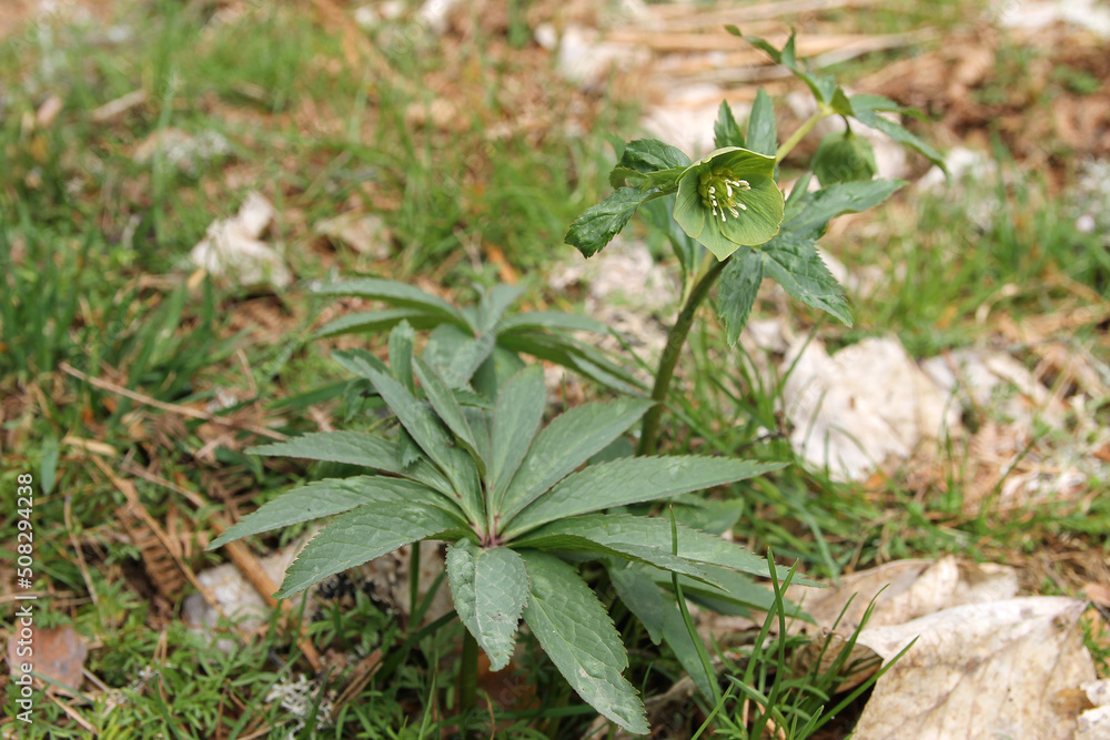 A green hellebore (Helleborus viridis) plant in the Cantabrian ...