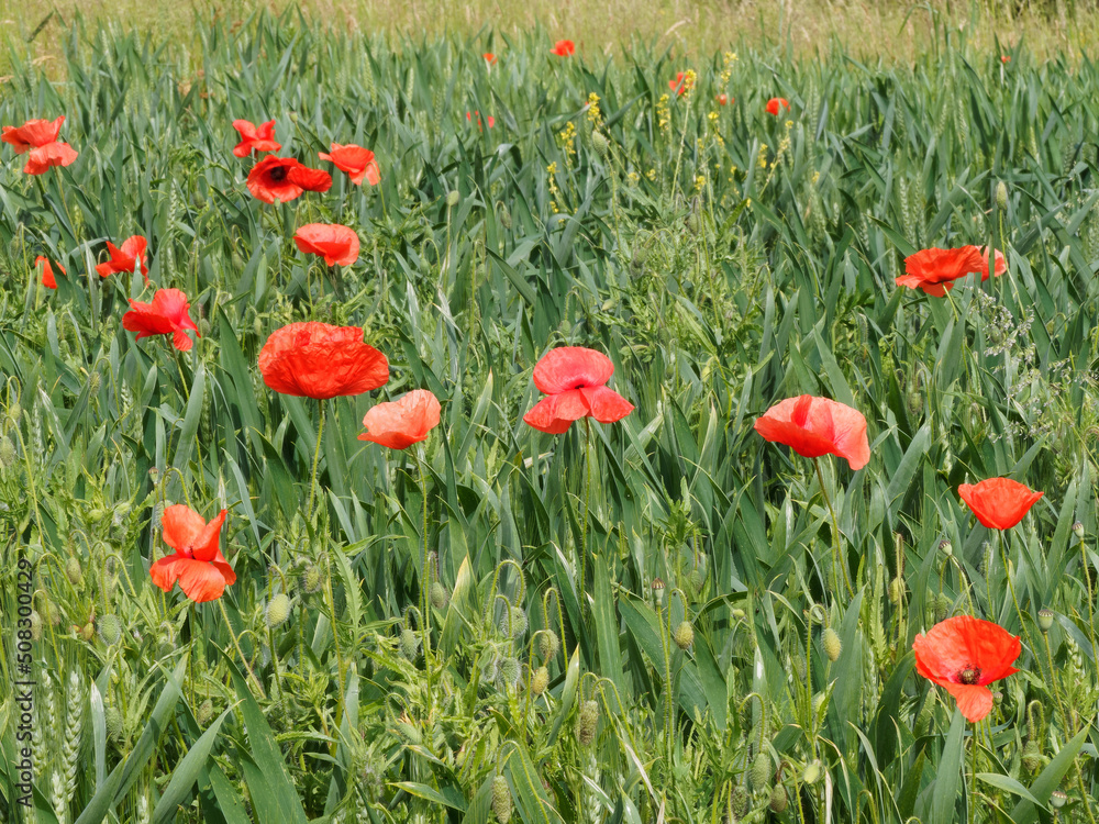 (Papaver rhoeas) Common poppies, red vivid flowers on stems covered ...