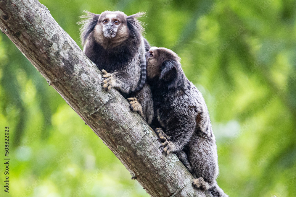 Monkeys on a tree. Several monkeys are watching from the tree. Little ...
