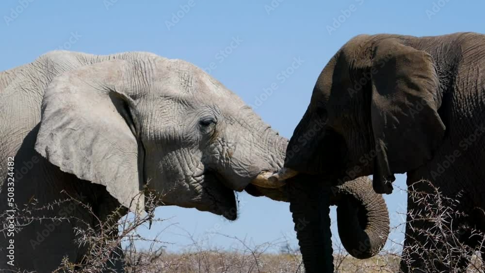 Close up of heads of Two Huge old male Elephants standing in front of ...