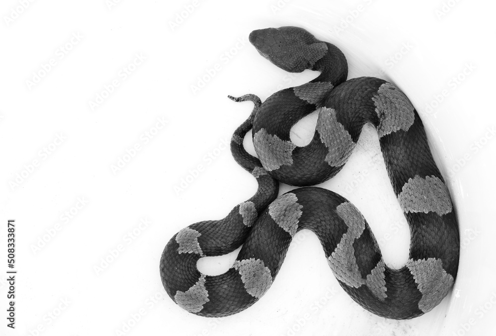 Pattern of scales on Copperhead snake in black and white close up ...