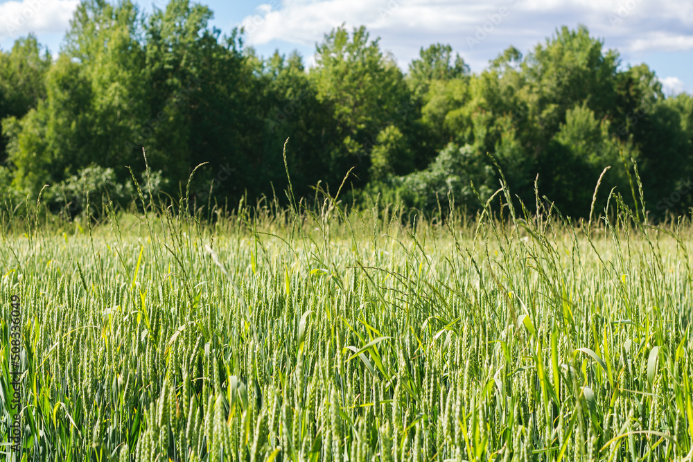 Texture grass. Pattern texture of leaves. Plants texture for designers ...