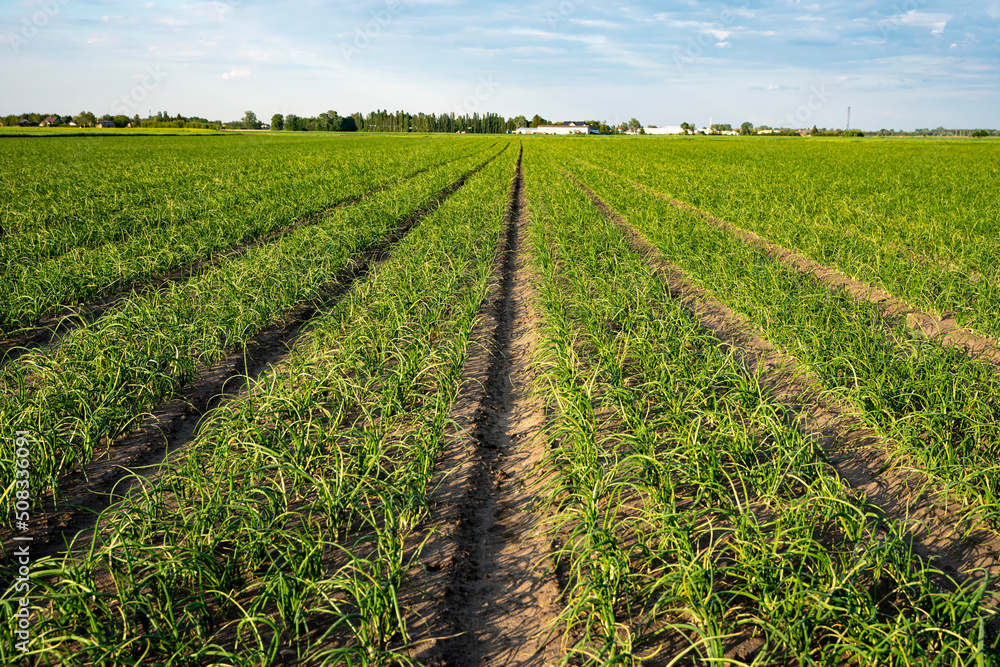 Szczypior, Cebula, Szczypiorek, pole uprawowe szczypioru, Pole uprawowe ...
