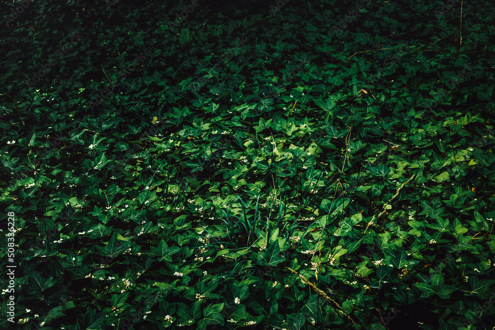 Texture grass. Pattern texture of leaves. Plants texture for designers ...