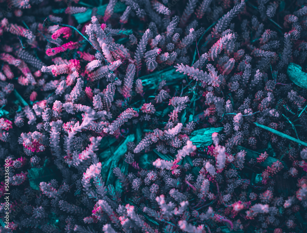 Texture grass. Pattern texture of leaves. Plants texture for designers ...