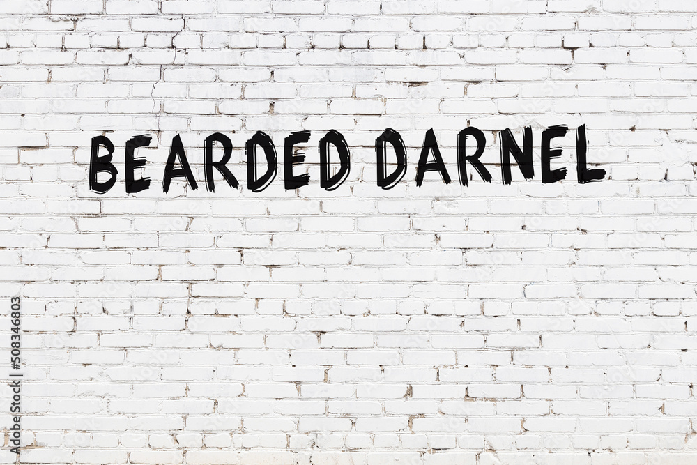 Inscription bearded darnel painted on white brick wall Stock ...