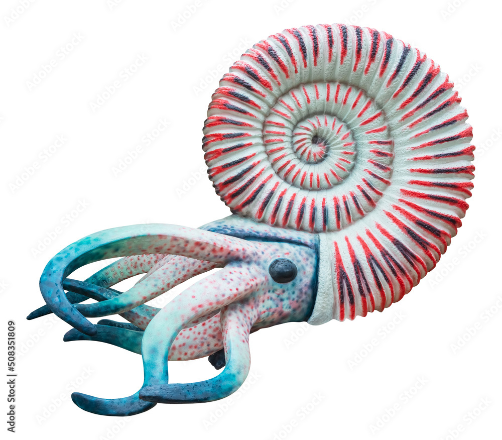 Ammonites lived during the periods of the Jurassic and Cretaceous ...