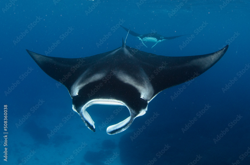 beautiful manta ray swimming in the clear ocean near the surface in ...