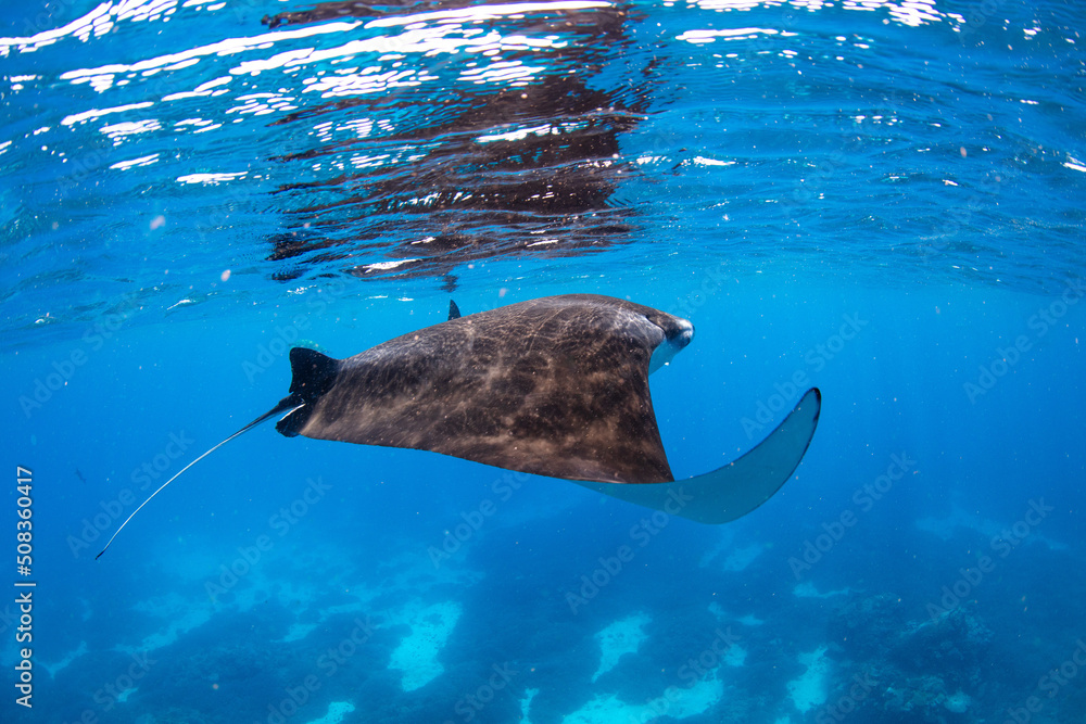 beautiful manta ray swimming in the clear ocean near the surface in ...