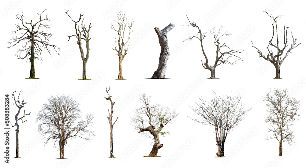 Collection of dead tree,dry tree, isolated on white background. Stock ...