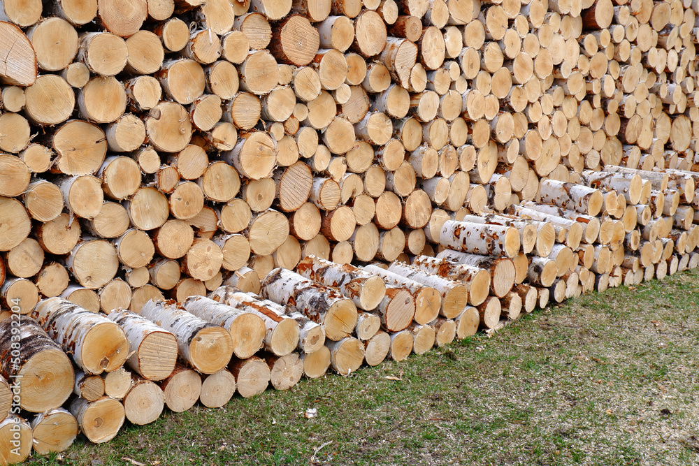Birch firewood is stacked in the yard and harvested for the winter with ...