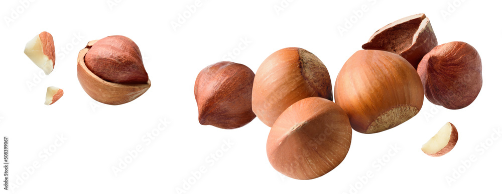 full Hazelnut fly on white isolated with clipping path, Hazelnut nut ...