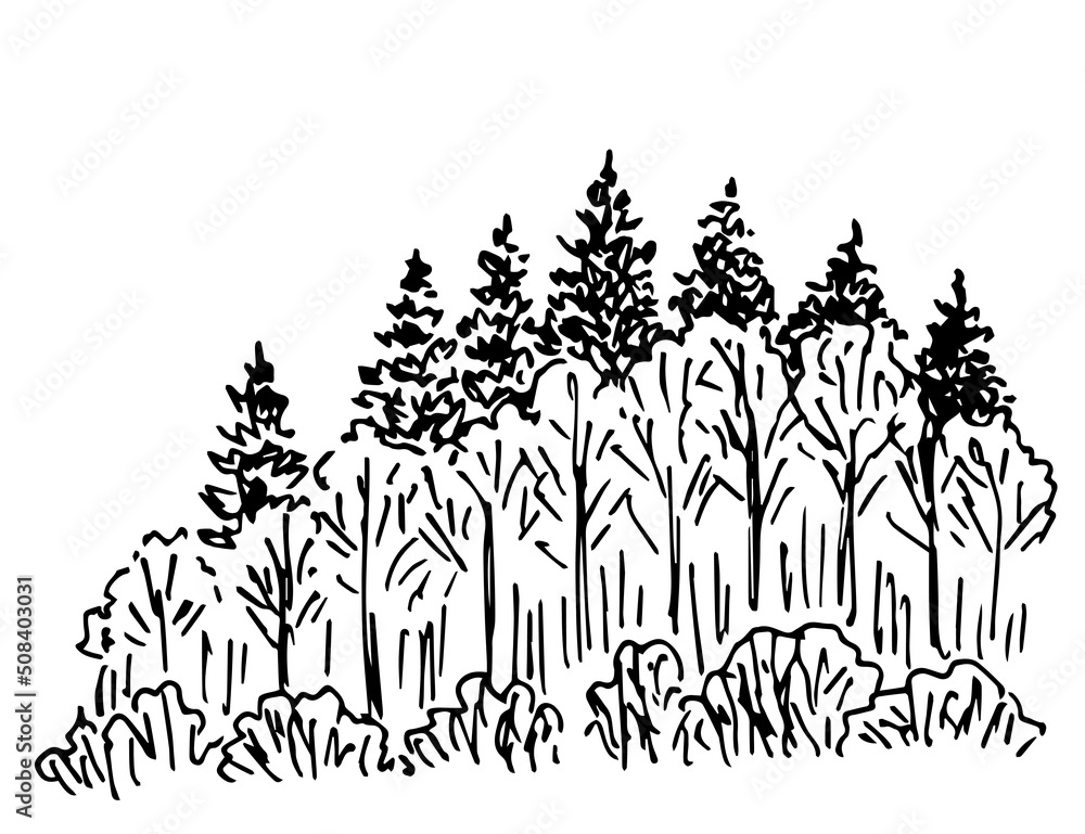 Simple black outline vector drawing. Mixed forest, coniferous and ...