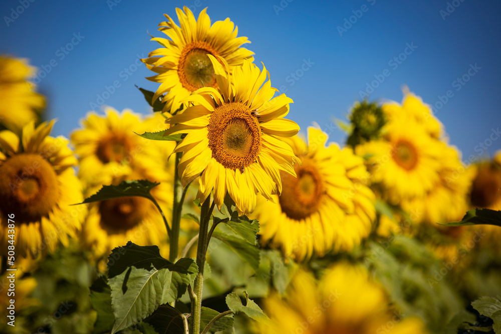 Girassol field Stock Photo | Adobe Stock