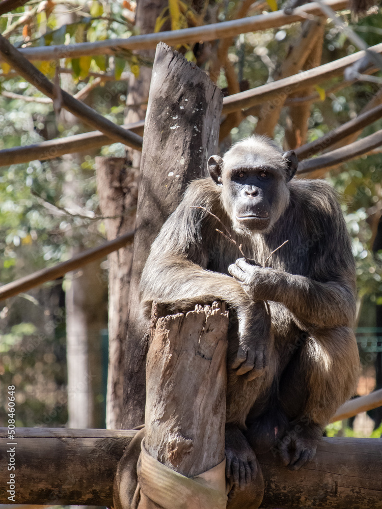 Image of a monkey watching. Image that reminds us of the monkeypox ...