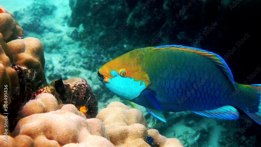 Vídeo do Stock: Underwater video of blue Queen parrotfish swimming ...