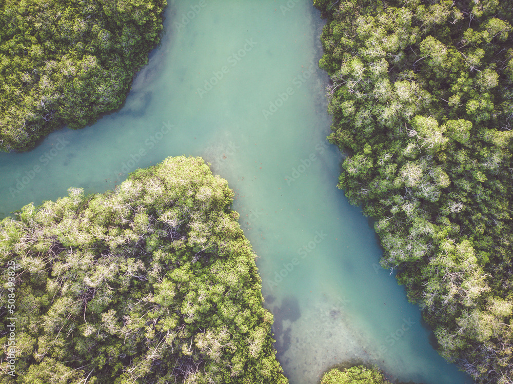 Top down aerial view of channels through the green mangrove forest in ...