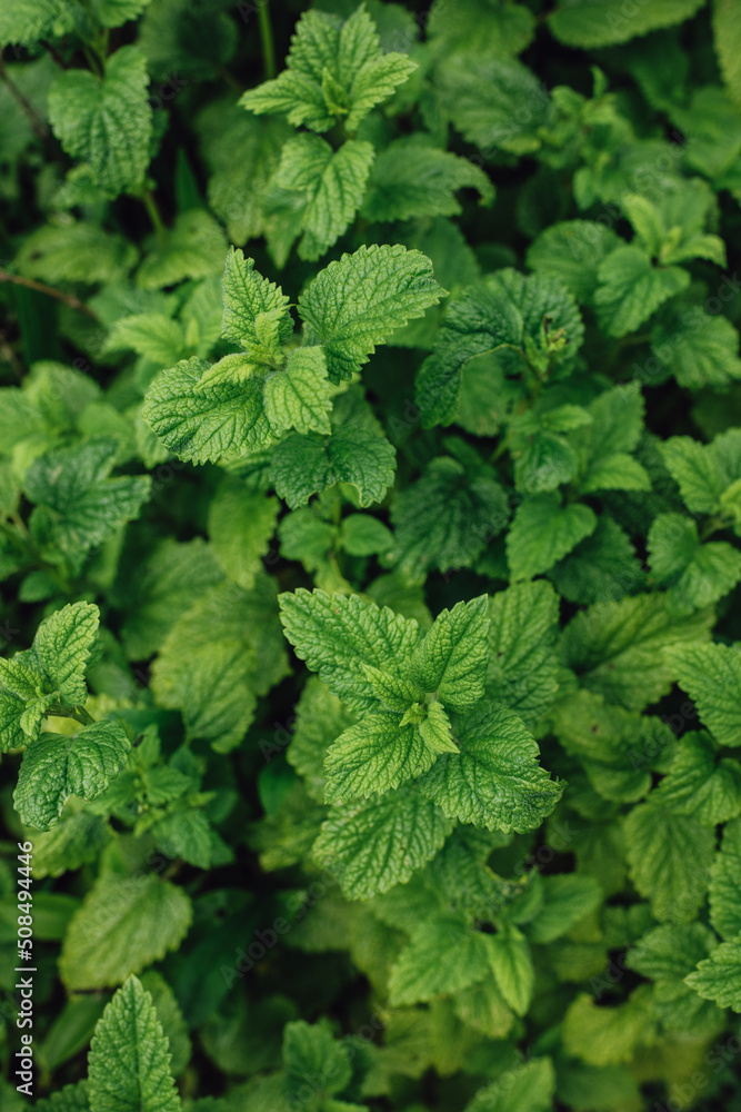 Lemon balm, common balm or balm mint (Melissa officinalis) growing in ...