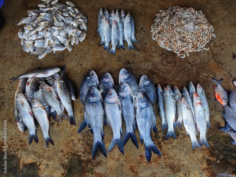 Different types of fish arranged in line in Indian fish market for sale ...
