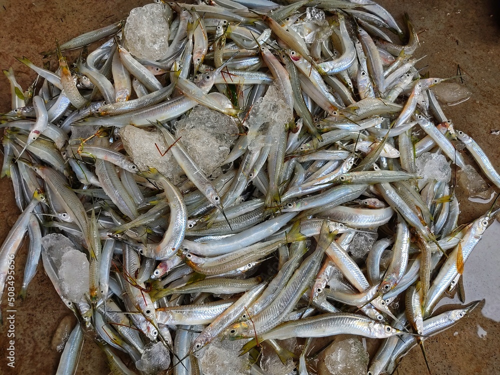 Halfbeak fish pile with ice cubes in Indian fish market halfbeak spipe ...